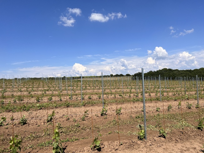 Shebo Winery rozšírilo vinice v Strekove o nové odrody - Instoreslovakia